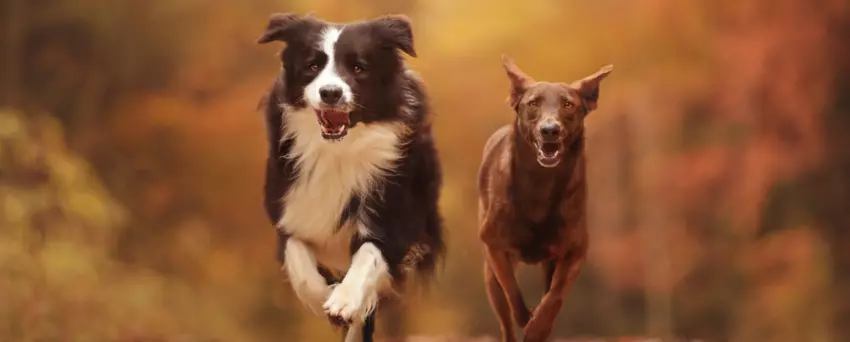 Anatomia psa - budowa psa bez tajemnic